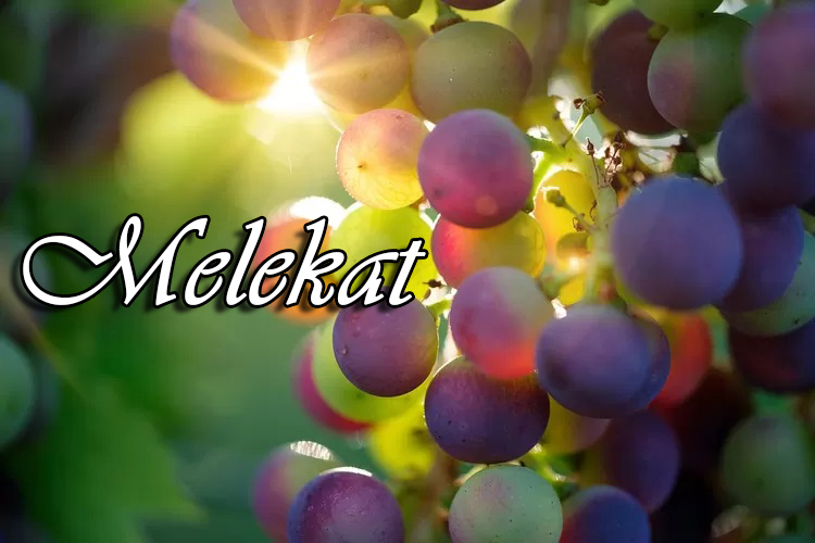 MELEKAT